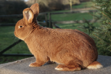 New Zealand Red kaniner